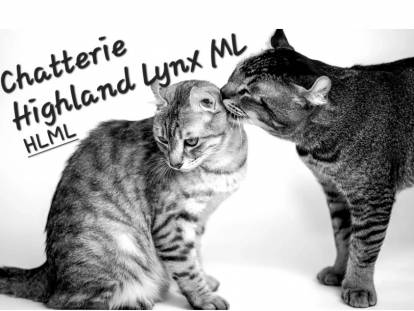 Highlander : caractéristiques, caractère, santé, prix...