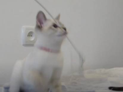 Kohana : caractéristiques, caractère, santé, prix...