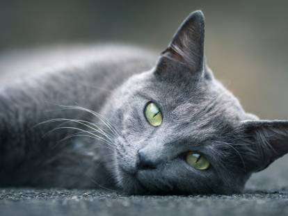 Les meilleurs noms de chat gris