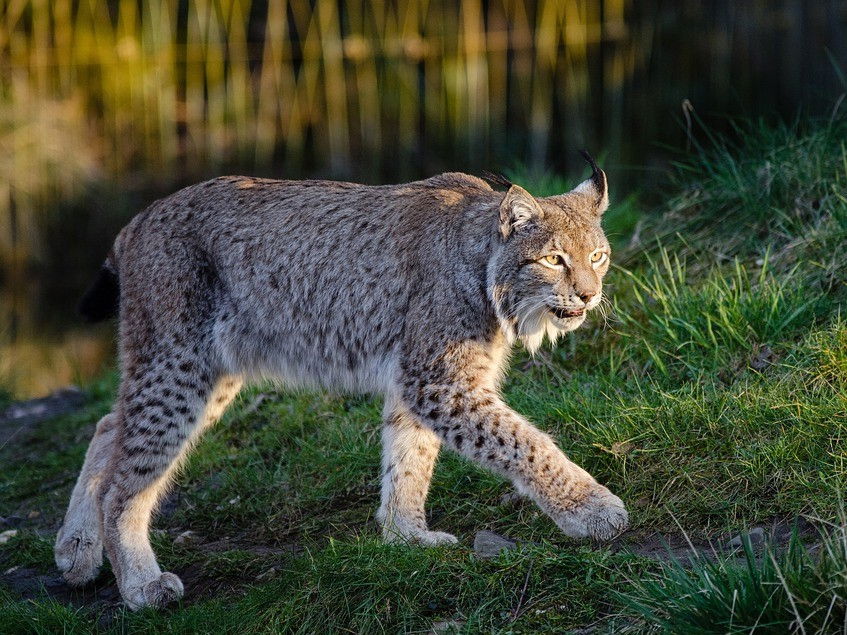 Le lynx dans les Vosges, un retour qui se fait attendre