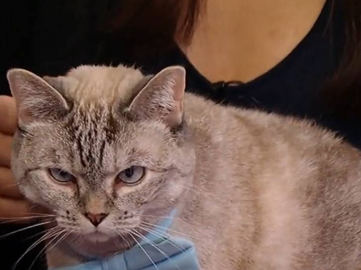 Nala, la chatte influenceuse qui vit des réseaux sociaux (vidéo)