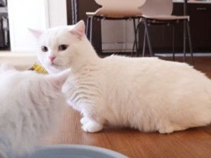 Munchkin : caractéristiques, caractère, santé, prix...