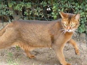 Ceylan : caractéristiques, caractère, santé, prix...