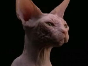 Kohana : caractéristiques, caractère, santé, prix...