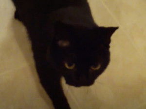 Bombay : caractéristiques, caractère, santé, prix...