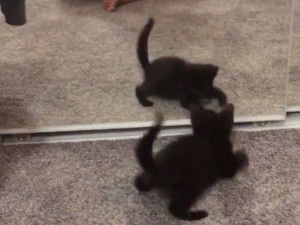 Bombay : caractéristiques, caractère, santé, prix...