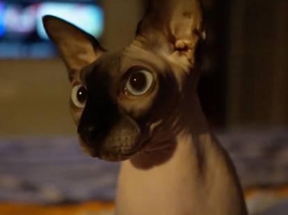 Sphynx : caractéristiques, caractère, santé, prix...