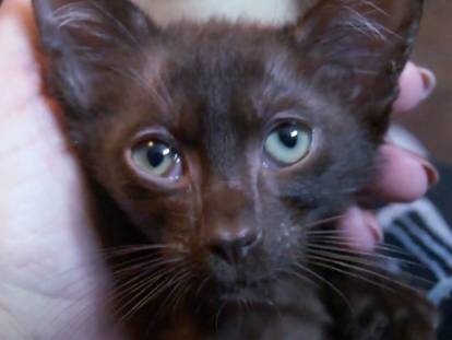 Kohana : caractéristiques, caractère, santé, prix...