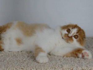 Highland Fold : caractéristiques, caractère, santé, prix...