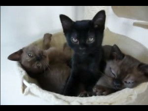 Bombay : caractéristiques, caractère, santé, prix...