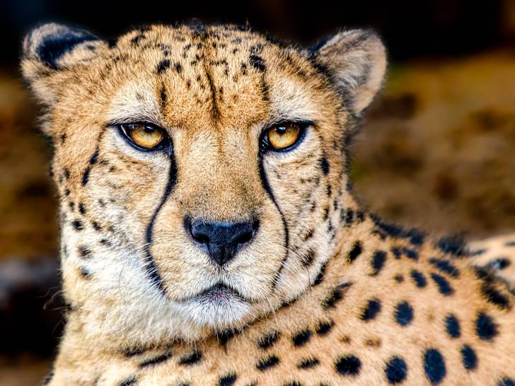 Le guépard : alimentation, habitat, mode de vie...