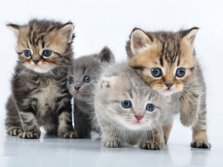 Les races de chats les plus populaires du monde