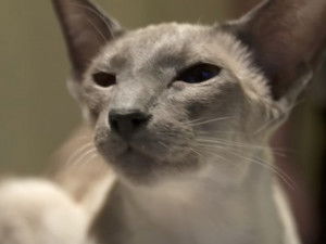 Balinais : caractéristiques, caractère, santé, prix...