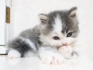 Highland Straight : caractéristiques, caractère, santé, prix...