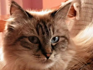 Sibérien : caractéristiques, caractère, santé, prix...