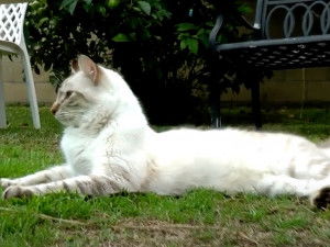 Alpine Lynx : caractéristiques, caractère, santé, prix...