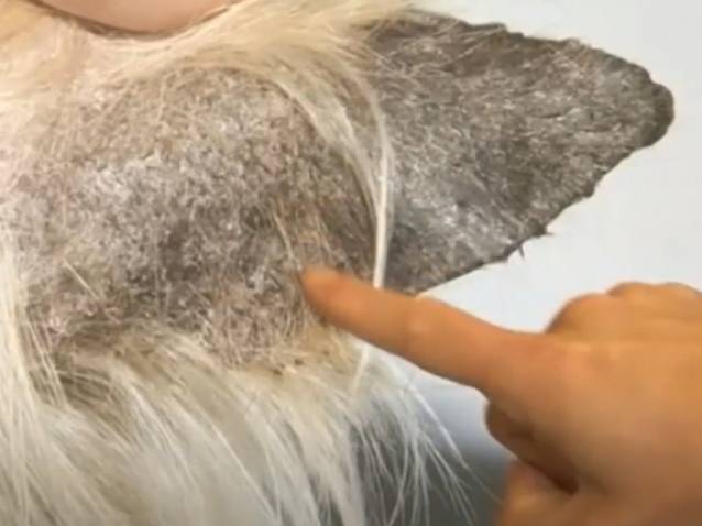 La teigne, une zoonose difficile à éliminer chez son chat (vidéo)