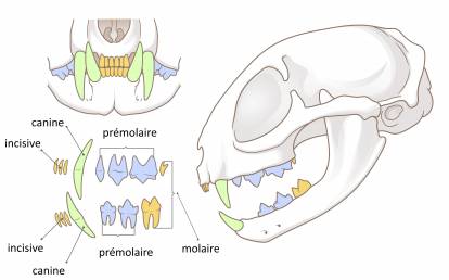 Anatomie Des Dents De Chat