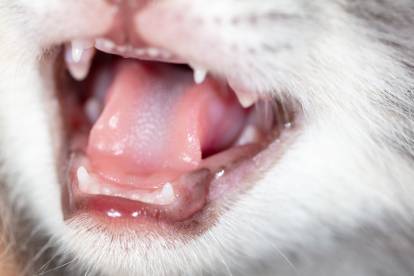 Anatomie Des Dents De Chat
