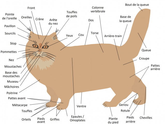 Les différentes parties du corps du chat : Conseils & Guides