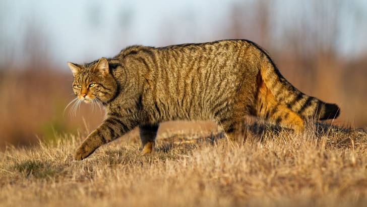 Le Chat Forestier, ou Chat Sauvage d'Europe, un chat sauvage à découvrir