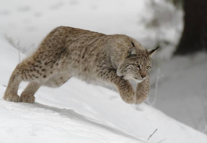 Le lynx : morphologie, alimentation, mode de vie...