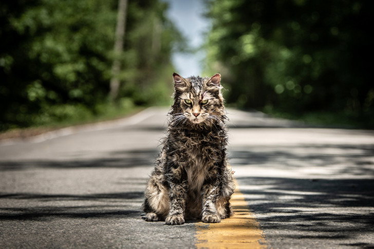 Church, le chat du film « Simetierre
