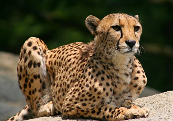 Le guépard : alimentation, habitat, mode de vie...