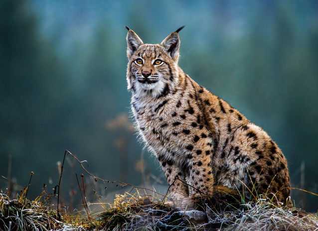 Le lynx : morphologie, alimentation, mode de vie...