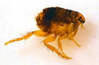 Les poux du chat : transmission, détection et traitement