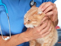 L'otite chez le chat : formes, symptômes et traitement