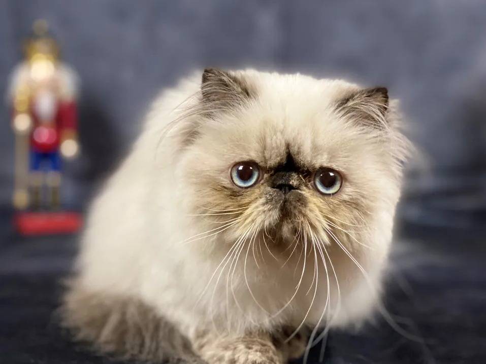 À vendre, chaton Persan femelle de couleur seal point (LOOF) : Petite ...