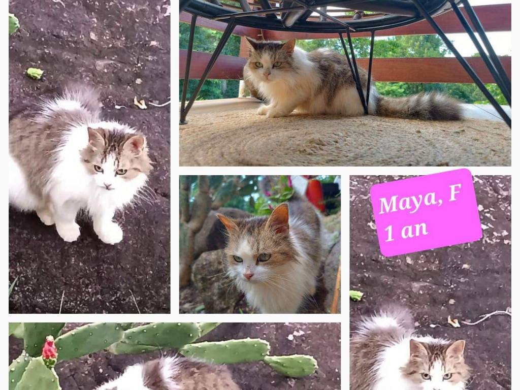 Chatte adulte à adopter : Petite Annonce chat