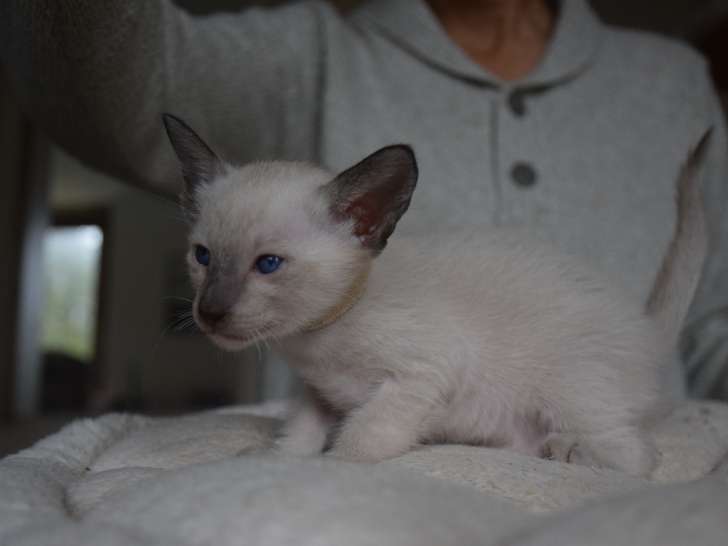 Chatons de race Siamois à vendre (2 femelles & 5 mâles) : Petite Annonce chat