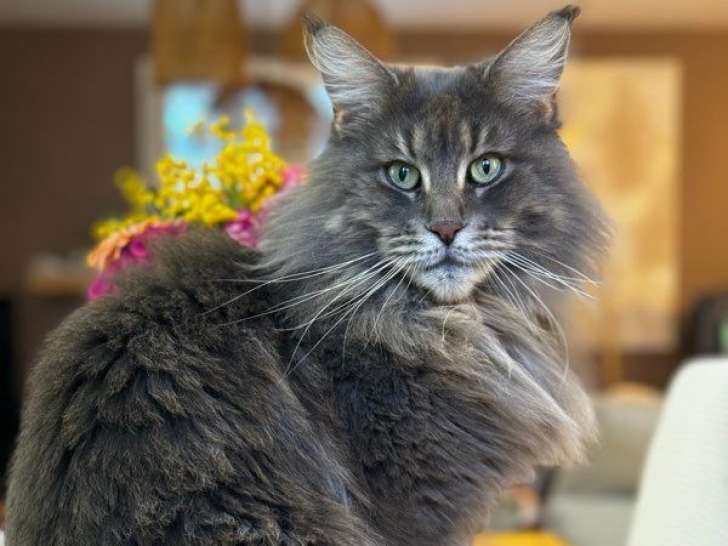 1 chatte Maine Coon LOOF née en 2019 à vendre : Petite Annonce chat