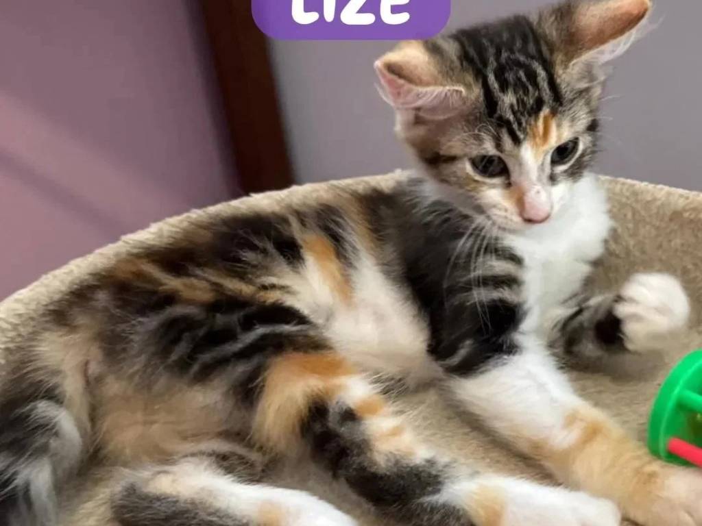En quête d'un foyer : chaton femelle tricolore de 3 mois : Petite ...