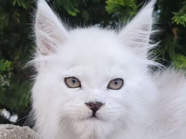 Maine Coon mâle black silver shell LOOF de 2022 disponible à la saillie ...