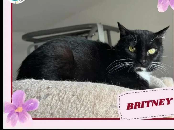 En attente d'un foyer : chatte de 2 ans, noir et blanc : Petite Annonce ...