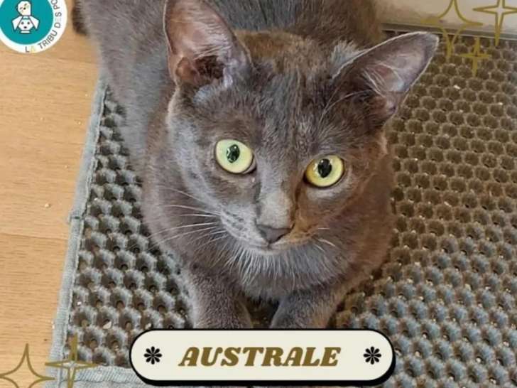 À la recherche d'une famille : chatte Chartreux de 2 ans au pelage gris ...