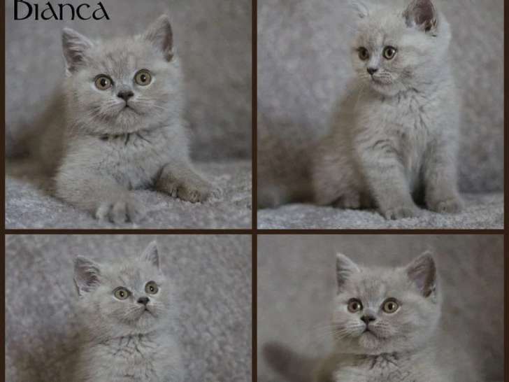 3 chatons British Shorthair inscrits au LOOF de mars 2026 en vente ...
