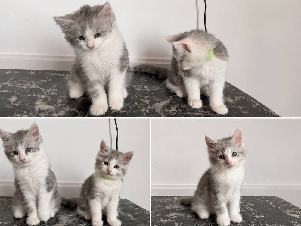3 chatons Maine Coon LOOF nés en avril 2026 à vendre : Petite Annonce chat
